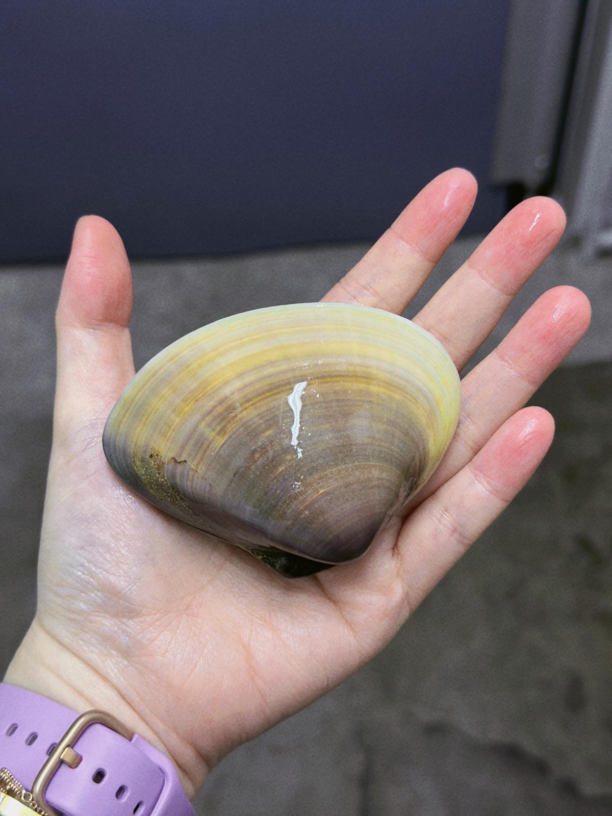 Hamaguri Clams / 蛤 – Zairyo